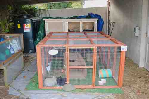 Rabbit Cage, Enclosures and Hutches Buying Guide