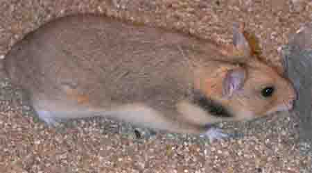 Hamster Breeds and Species Descriptions, Brochures and Pictures