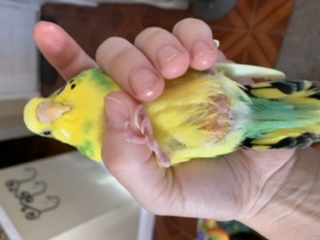 Swollen birdy butt