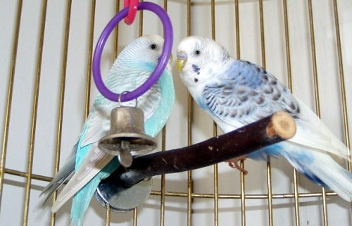 Parakeet illness symptoms | Learn the easy way